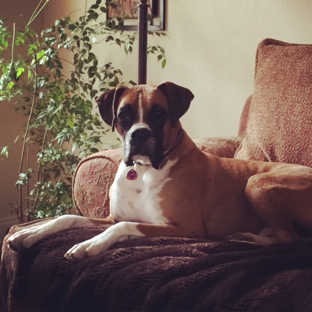 Flash (formerly Fisher) | Austin Boxer Rescue