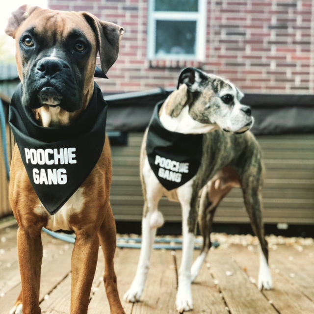 ABR Tommy | Austin Boxer Rescue