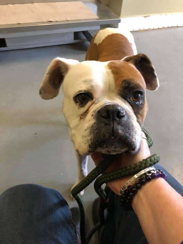 Austin Boxer Dog Rescue | Rescue Dogs in Central Texas