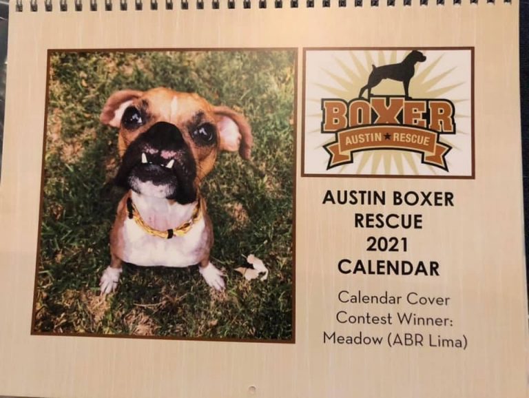 Austin Boxer Dog Rescue | Rescue Dogs in Central Texas