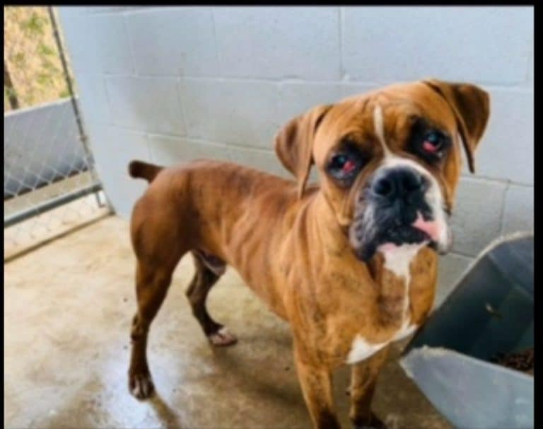 BIN 2518 | Austin Boxer Rescue