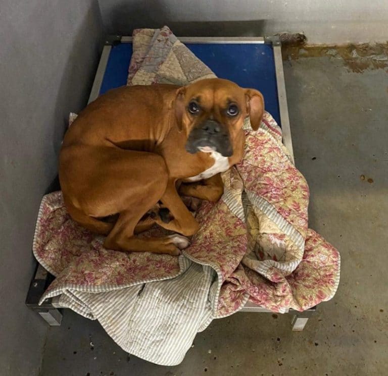 BIN 2525 | Austin Boxer Rescue