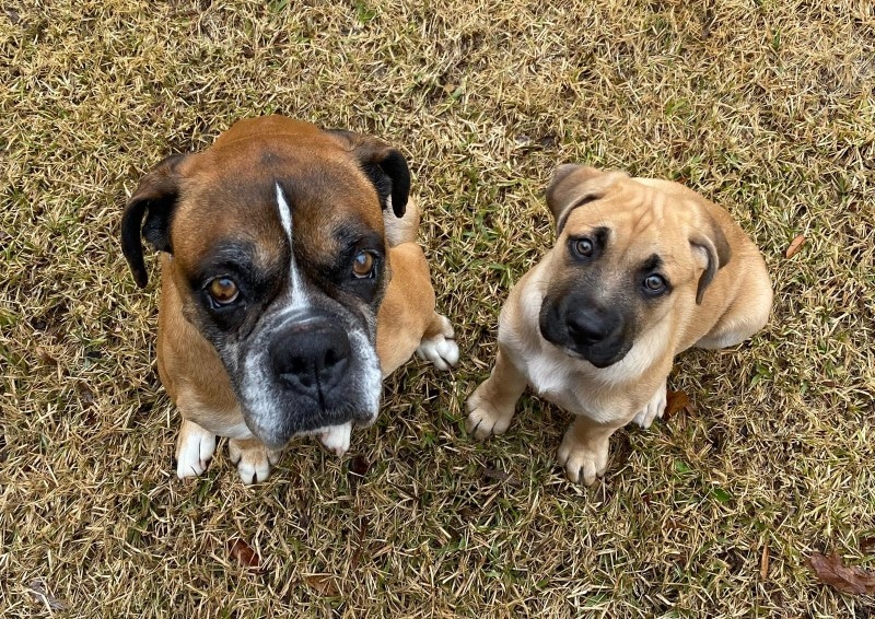 Silver Hearts Permanent Foster Program | Austin Boxer Rescue