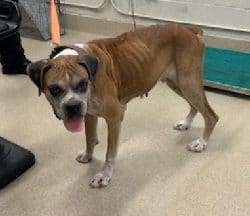 Austin Boxer Rescue