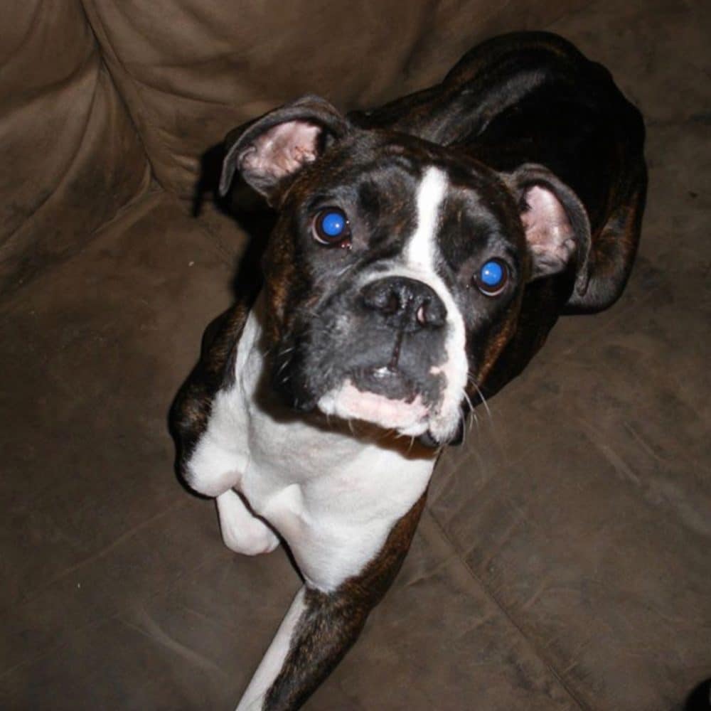 Willow | Austin Boxer Rescue