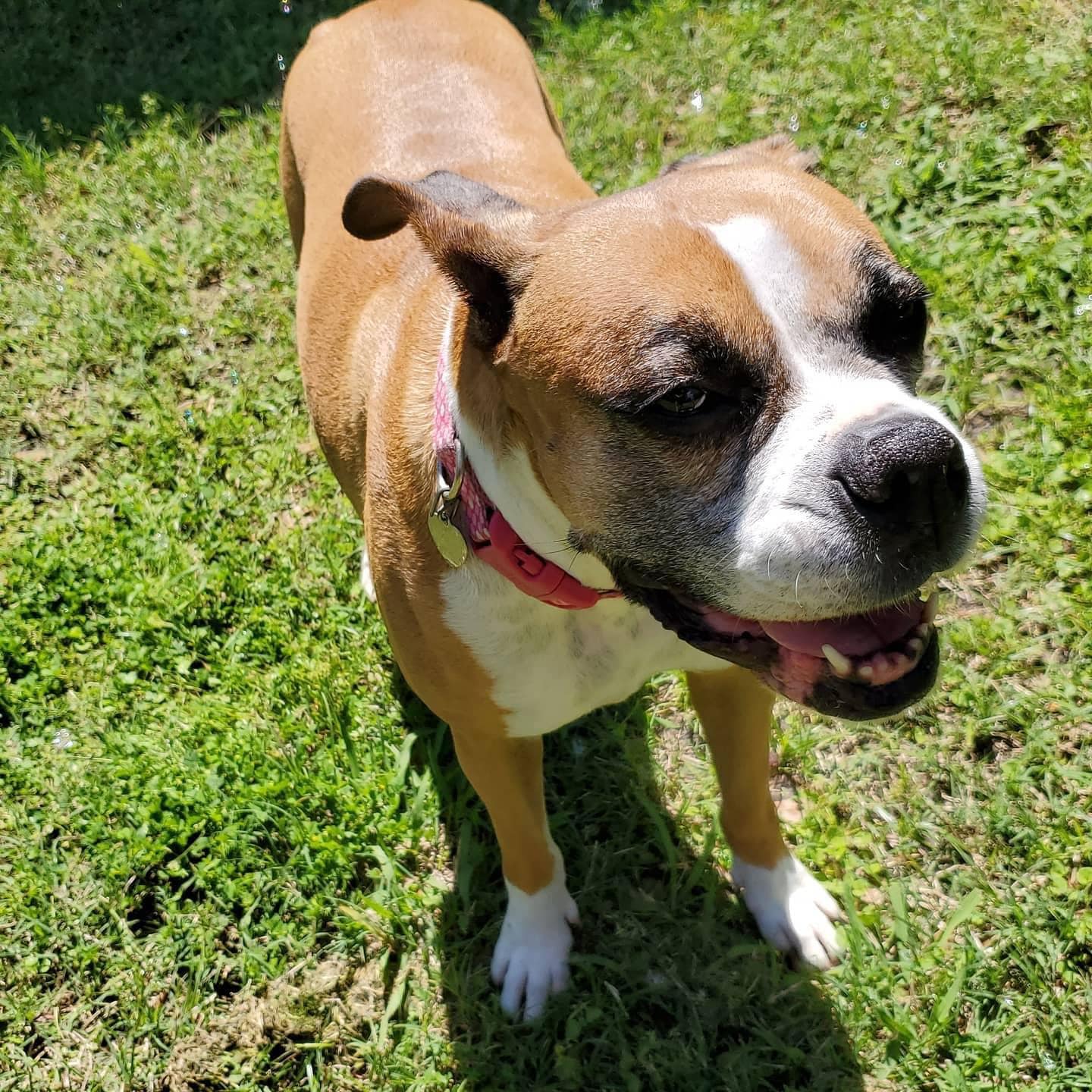 Lollipop | Austin Boxer Rescue