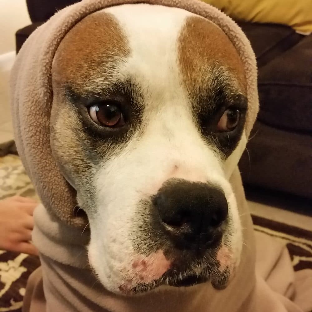 Bruno | Austin Boxer Rescue