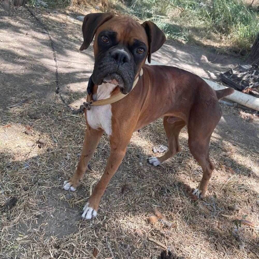 Boxers In Need | Austin Boxer Rescue
