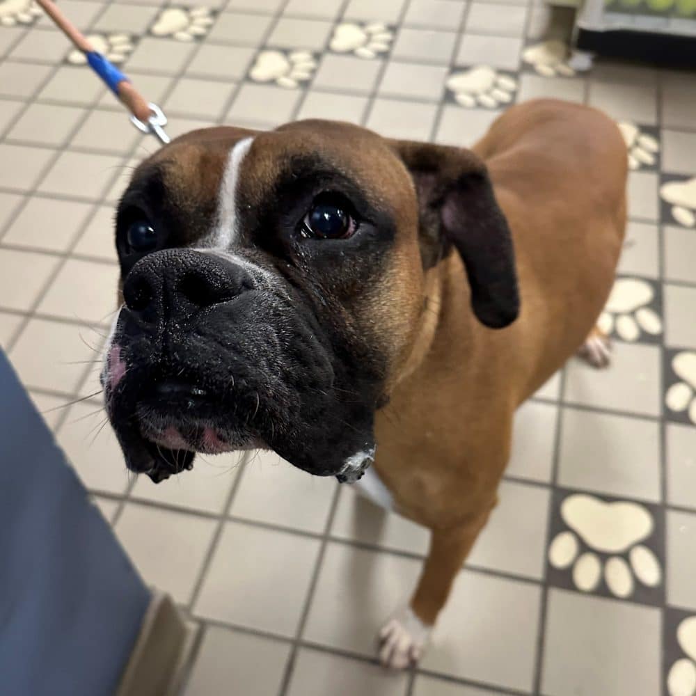 Boxers In Need | Austin Boxer Rescue