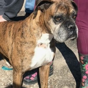 Boxers In Need | Austin Boxer Rescue