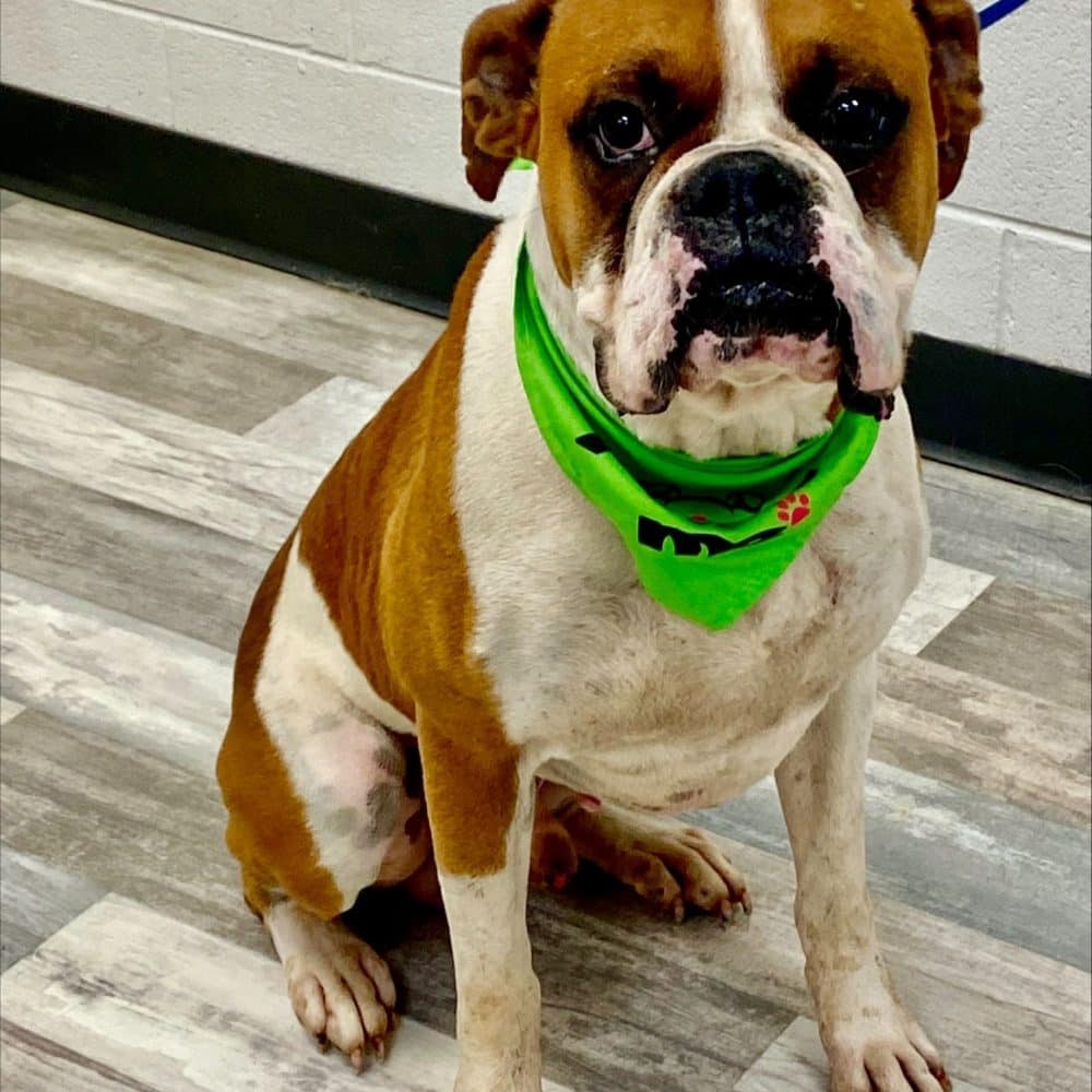 Boxers In Need | Austin Boxer Rescue