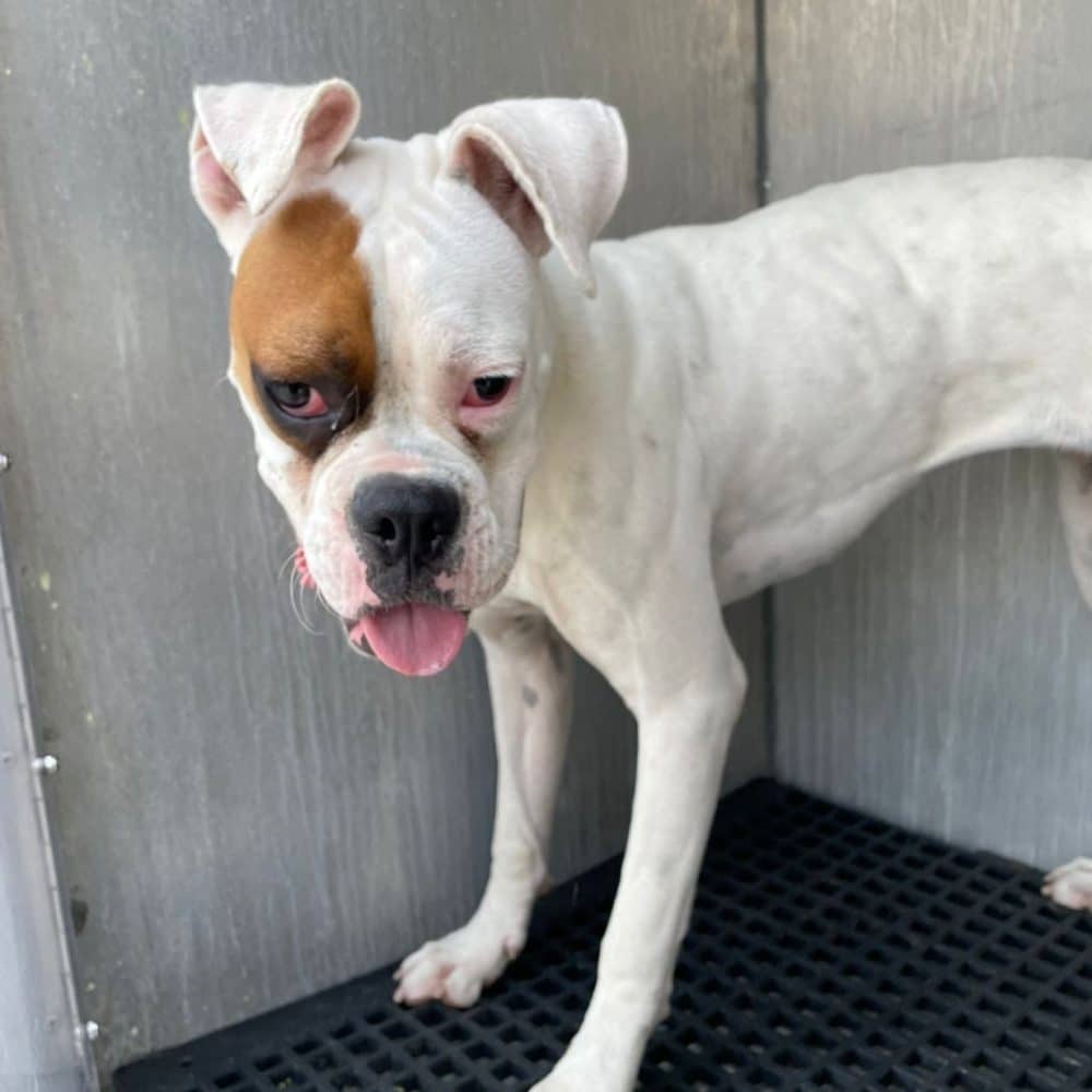 Boxers In Need | Austin Boxer Rescue