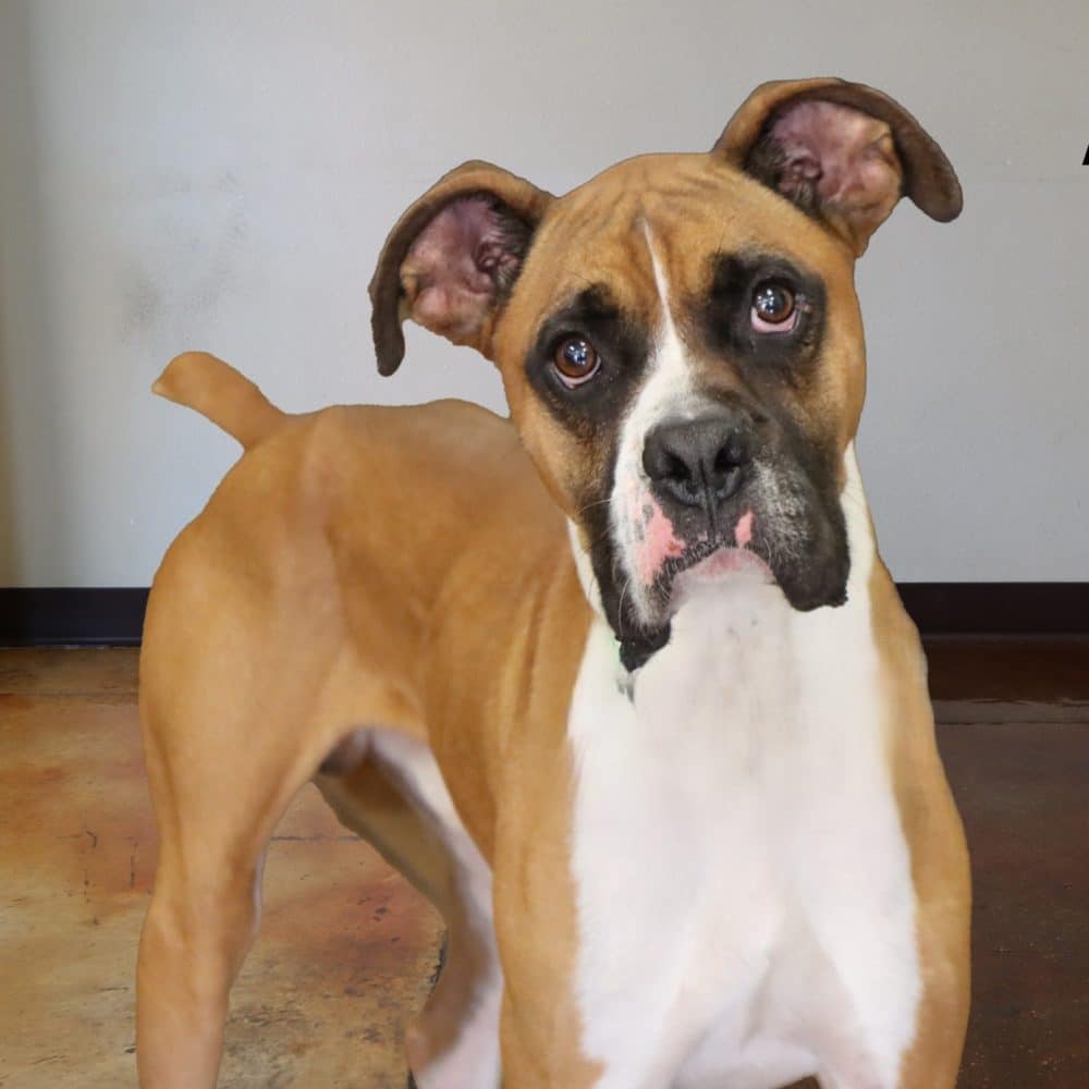 Boxers In Need | Austin Boxer Rescue