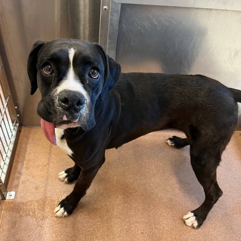 Boxers In Need | Austin Boxer Rescue