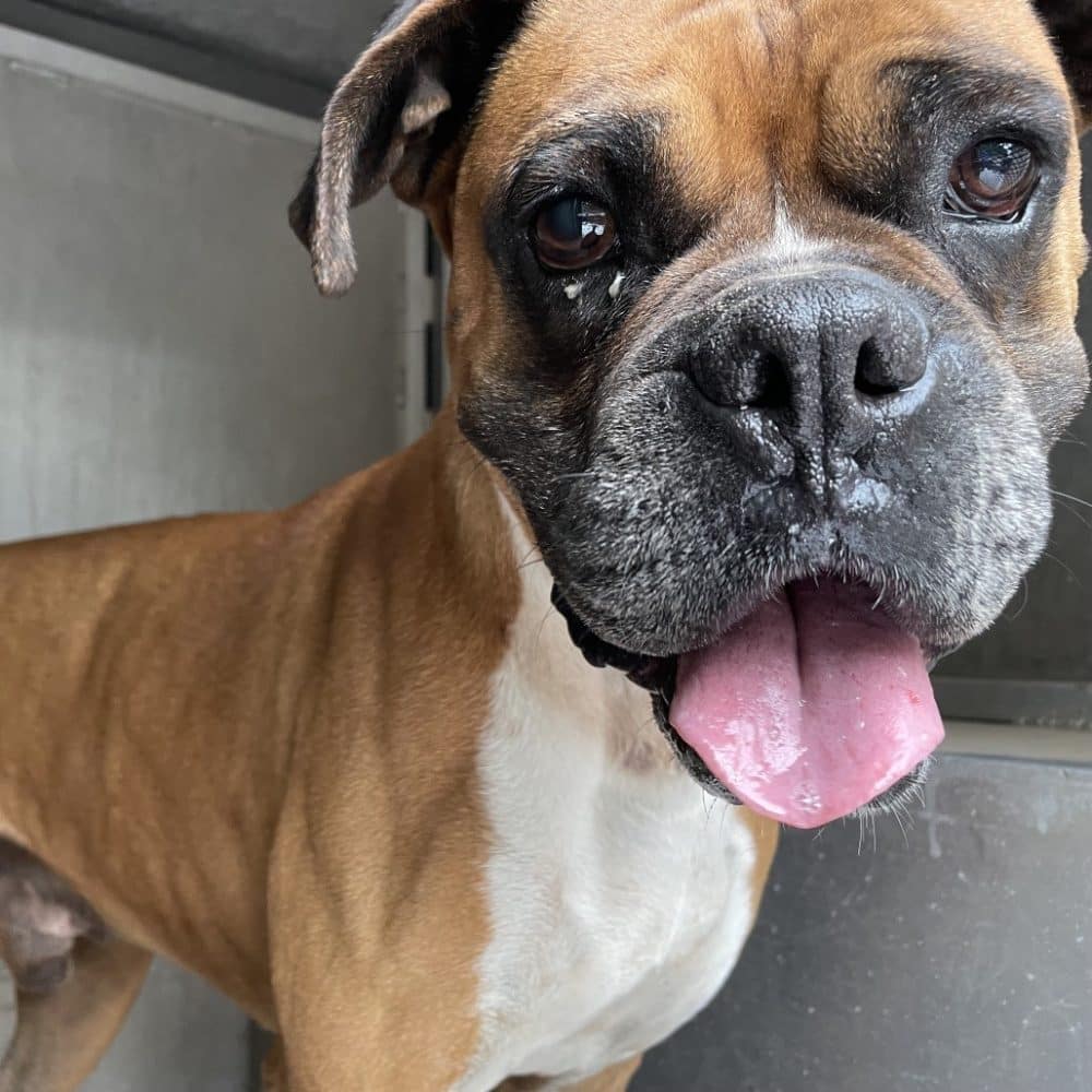 Boxers In Need | Austin Boxer Rescue
