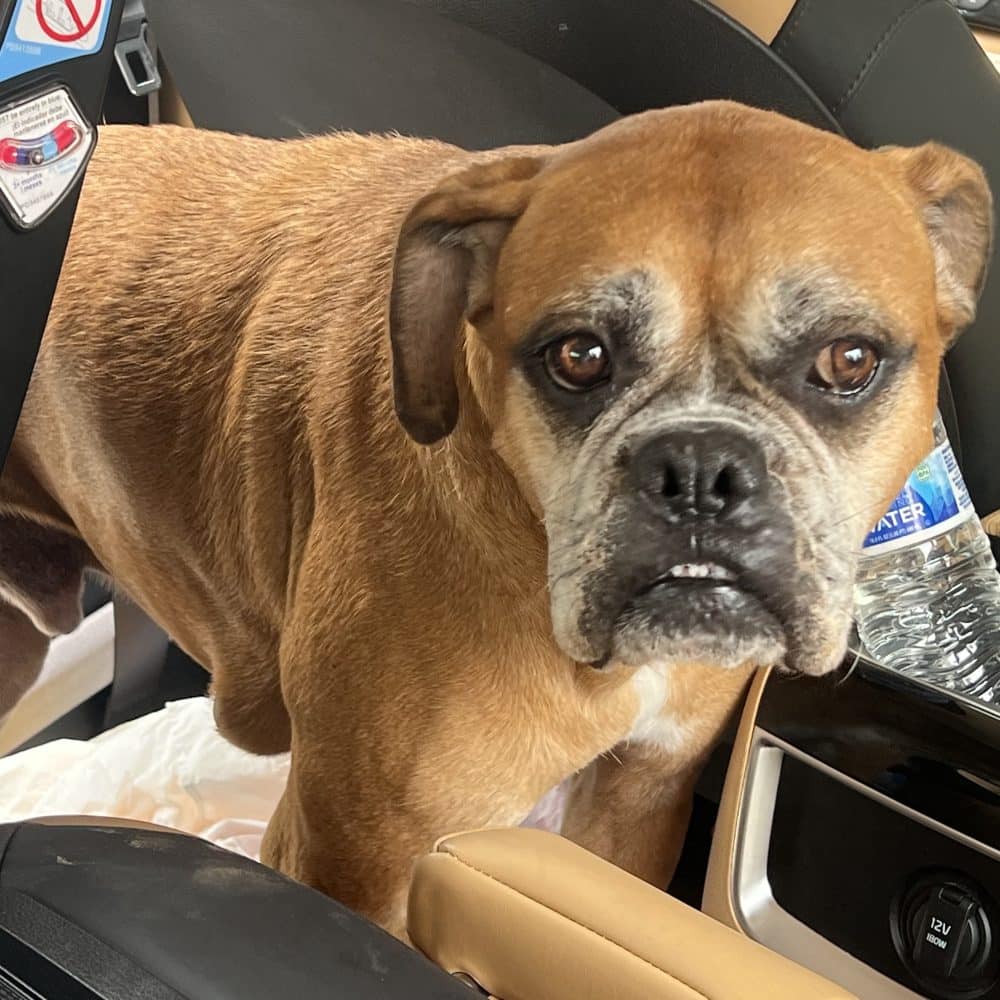 Boxers In Need | Austin Boxer Rescue