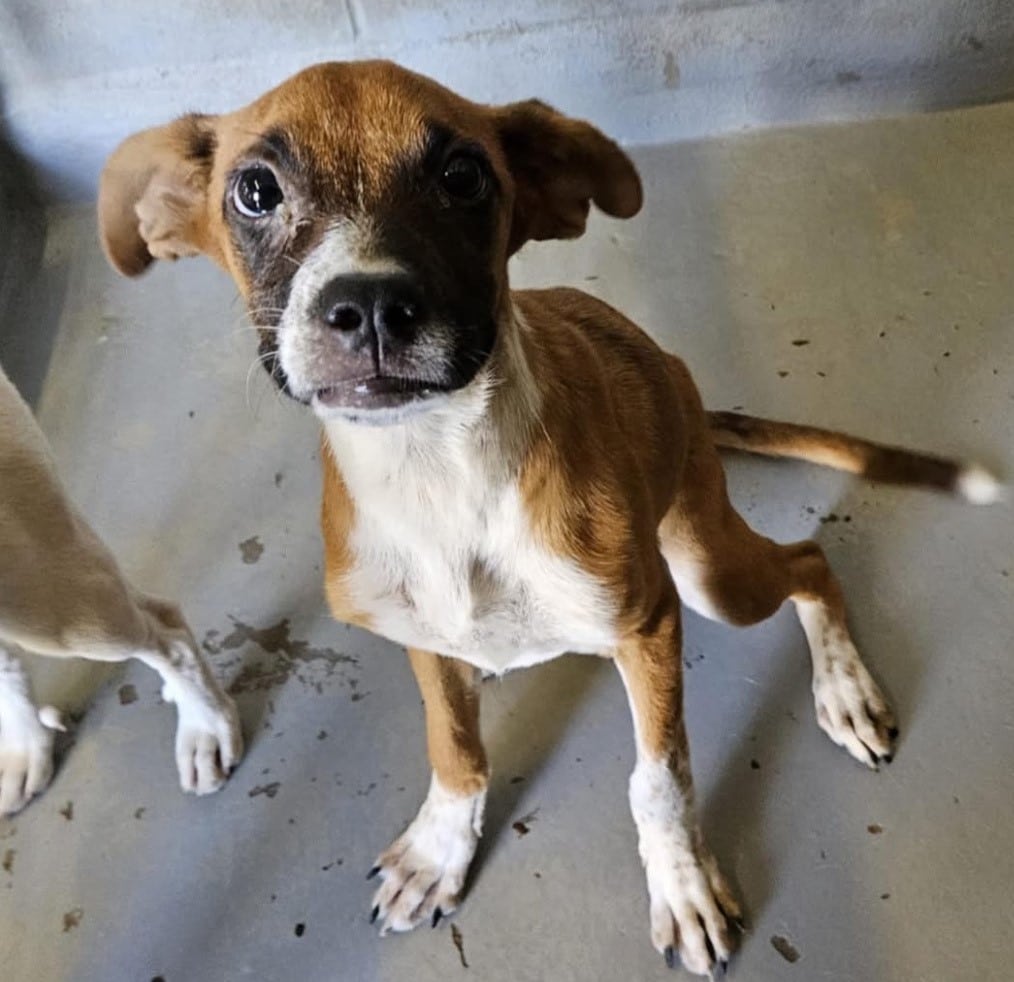 Serving the Entire State of Texas | Austin Boxer Rescue