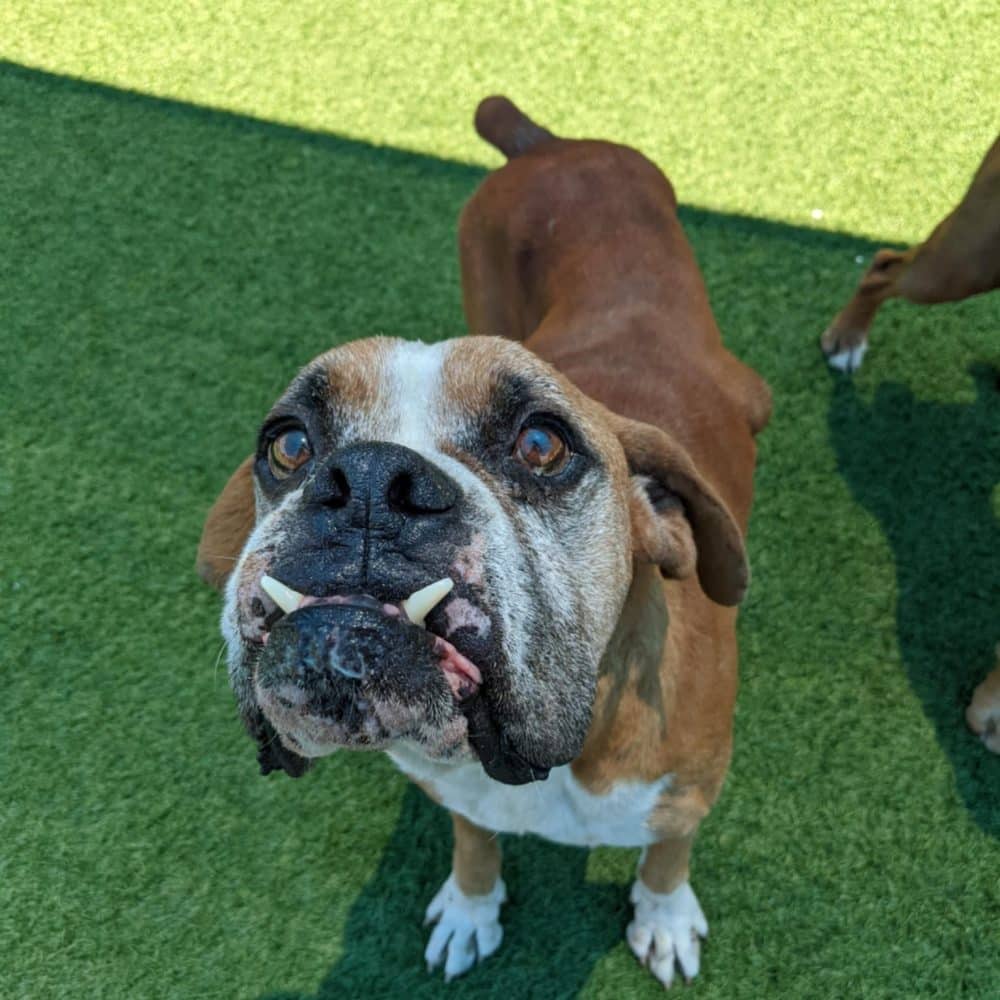 Oliver von Wigglebutt (formerly Major Price) | Austin Boxer Rescue