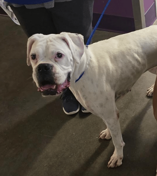 Serving the Entire State of Texas | Austin Boxer Rescue